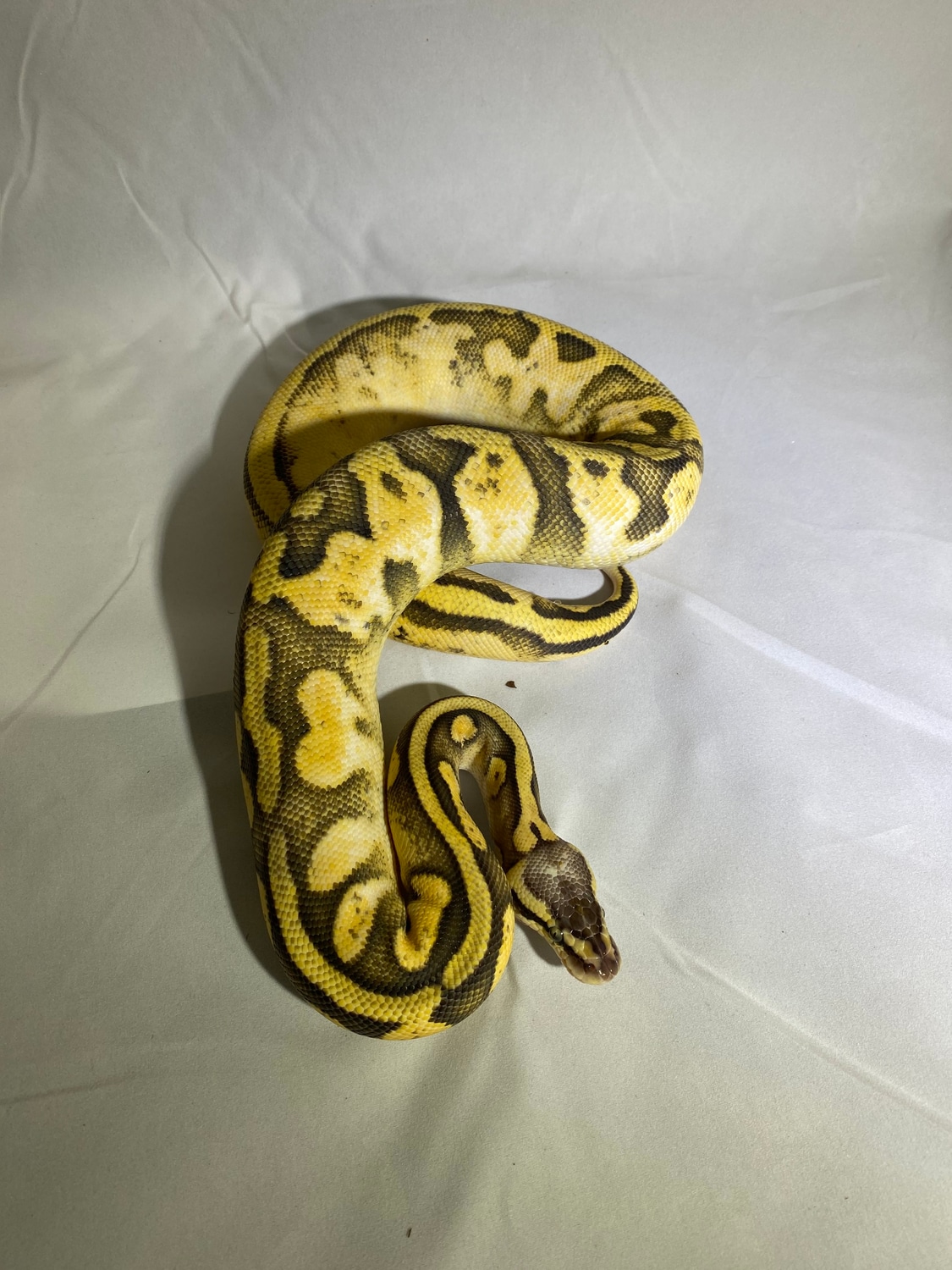 0.1 Superfly YB Het Pied Ball Python by Everything Reptile - MorphMarket
