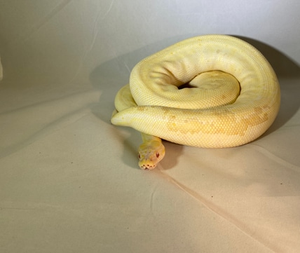 Everything Reptile - MorphMarket