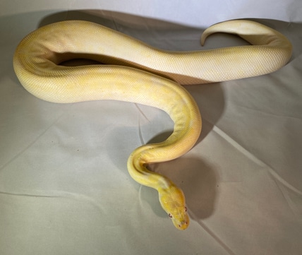 Everything Reptile - MorphMarket