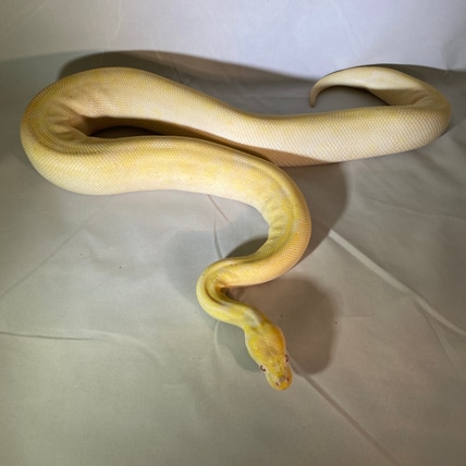 Everything Reptile - MorphMarket