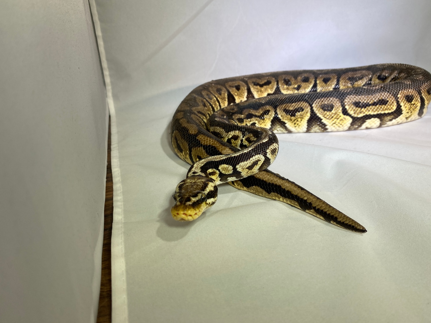 1.0 Pastel Cypress Poss Hypo Ball Python by Everything Reptile ...