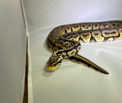 Everything Reptile - MorphMarket