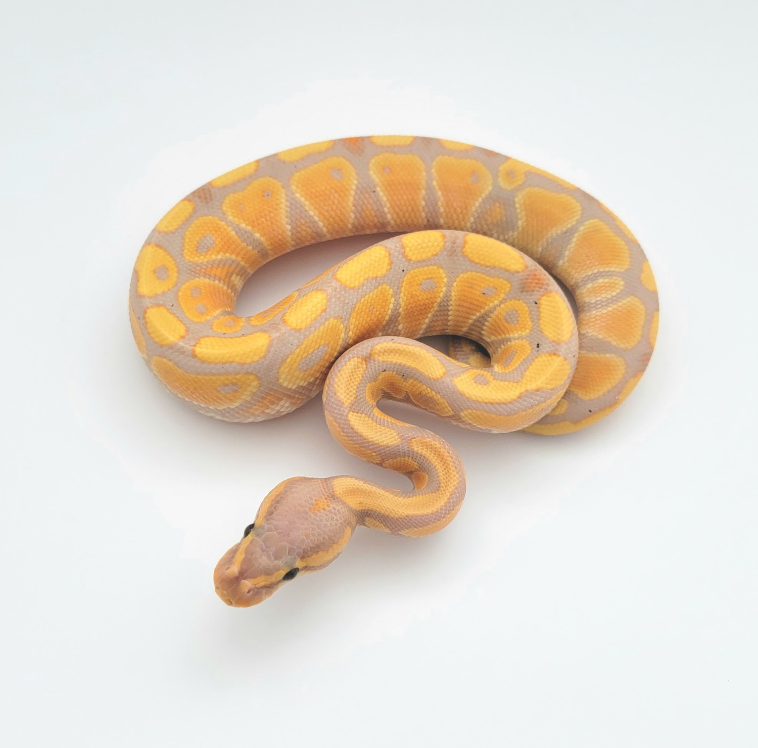 Banana 66%het Clown 50%het Pied Ball Python by Everything's Better ...