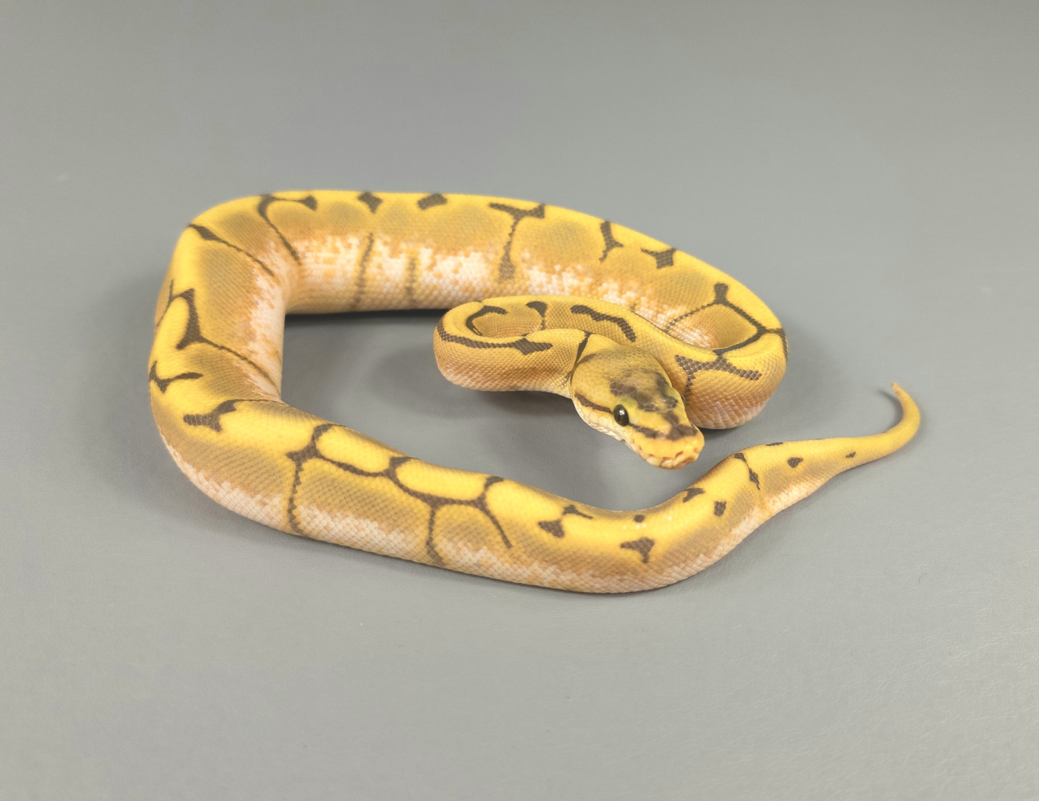 Hypo Enchi Spider Het Genetic Stripe Ball Python by Everythings Better Orange - MorphMarket