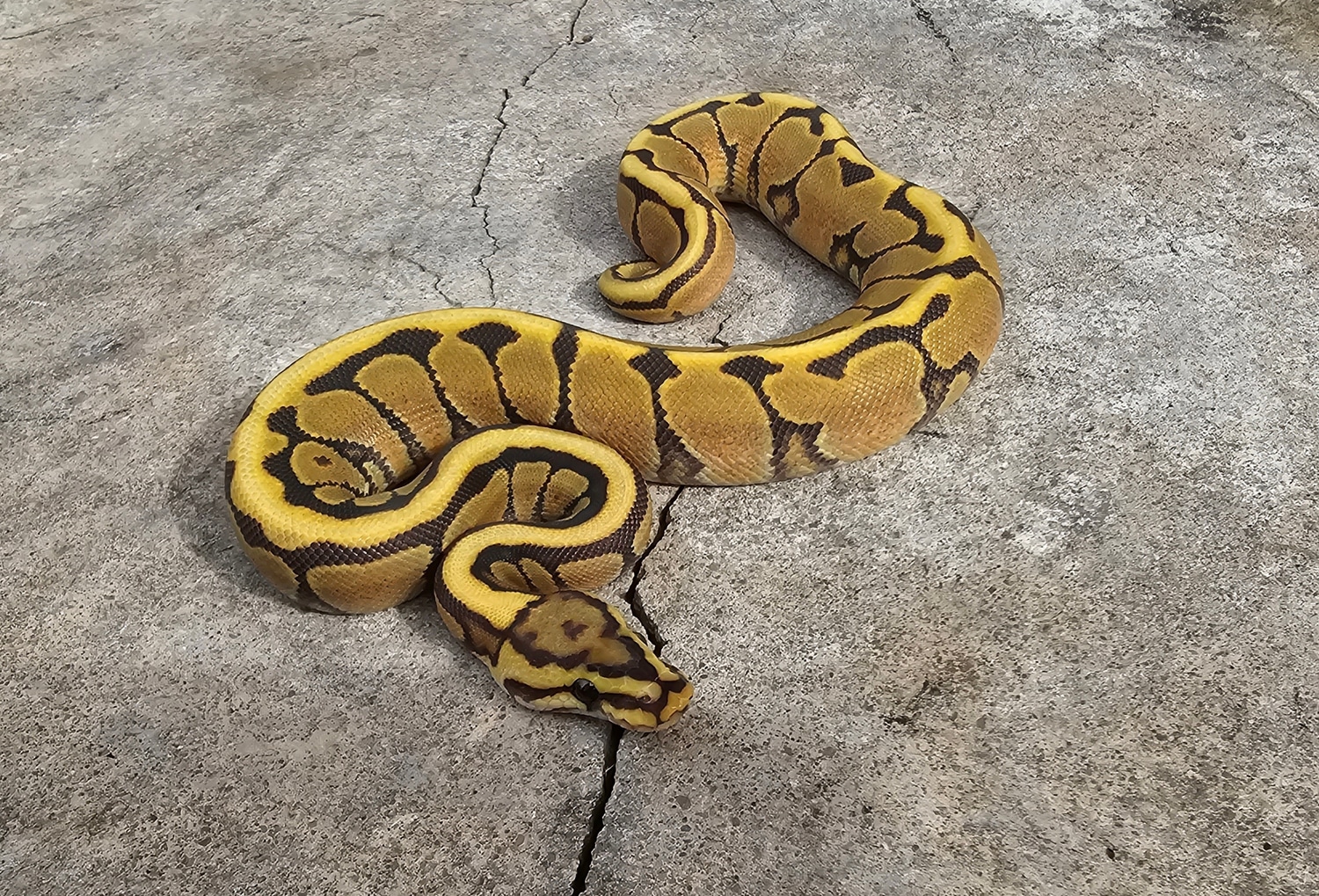 Hypo Spotnose Enchi Ball Python by Everything's Better Orange - MorphMarket
