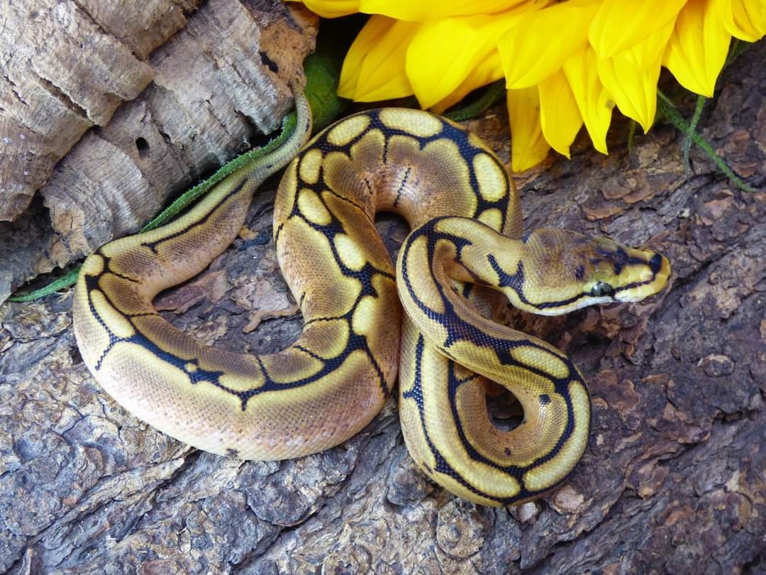 Spider Double Het Clown Genetic Stripe Ball Python by Eve's Temptations ...