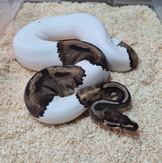 Pied Ball Python by Eve's Temptations Royal Pythons