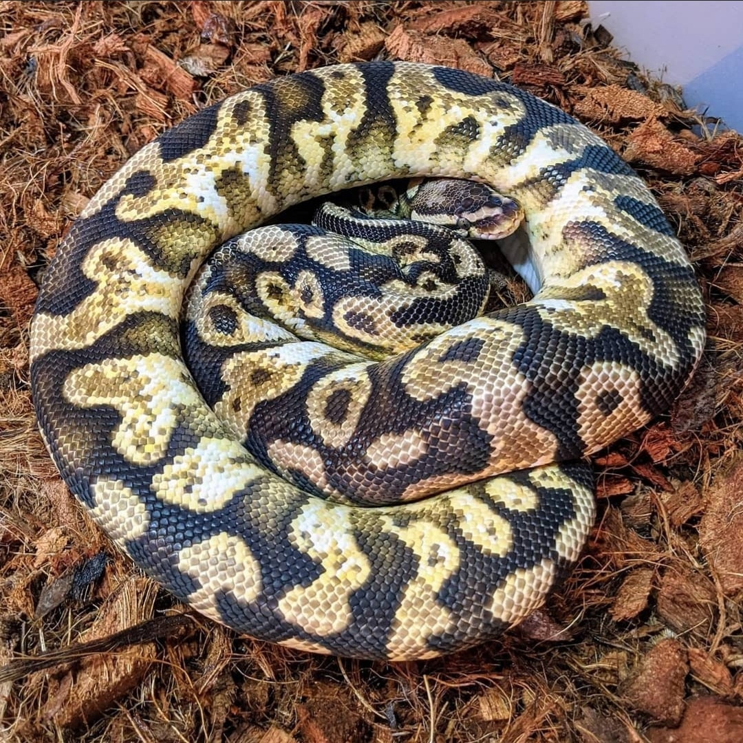 Pastel Calico Gravel Het Albino Ball Python by Eve's Temptations Royal ...