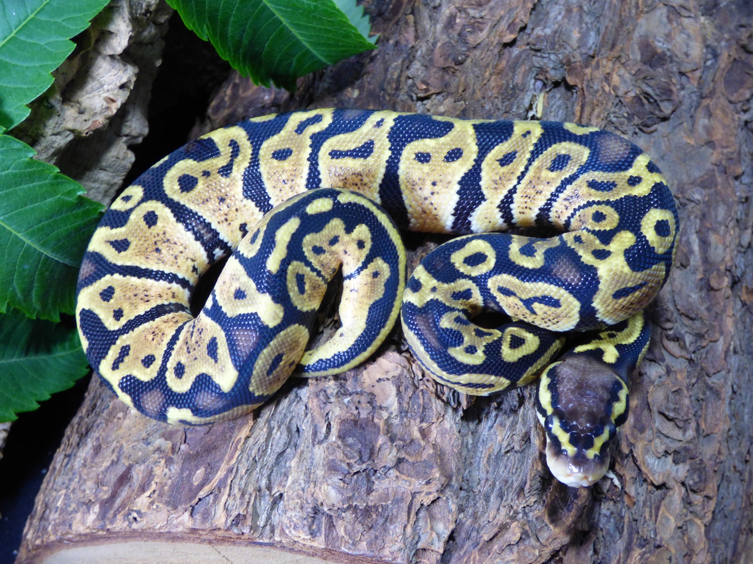 Pastel 66% Het Ultramel Pied Orange Ghost Ball Python by Eve's ...