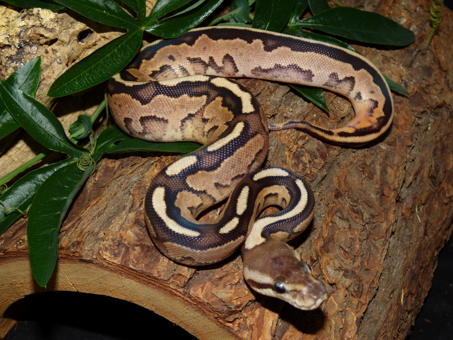 Cinnamon Fire Ball Python by Eve's Temptations Royal Pythons - MorphMarket