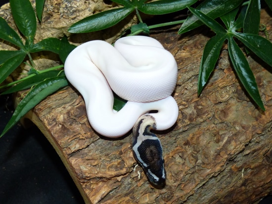 Axanthic Pied Ball Python by Eve's Temptations Royal Pythons