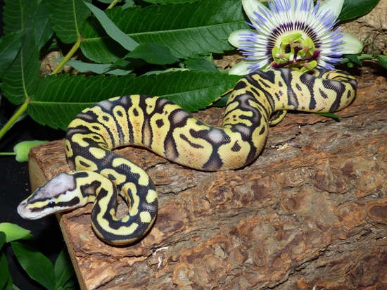 Super Pastel Double Het Axanthic Clown Ball Python by Eve's Temptations ...