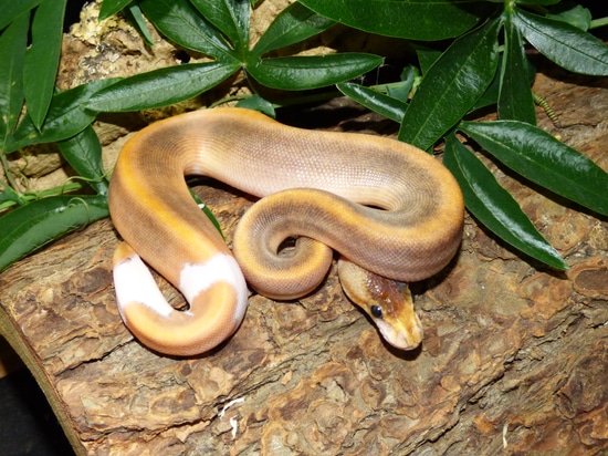 Champagne Cinnamon Ball Python by Eve's Temptations Royal Pythons