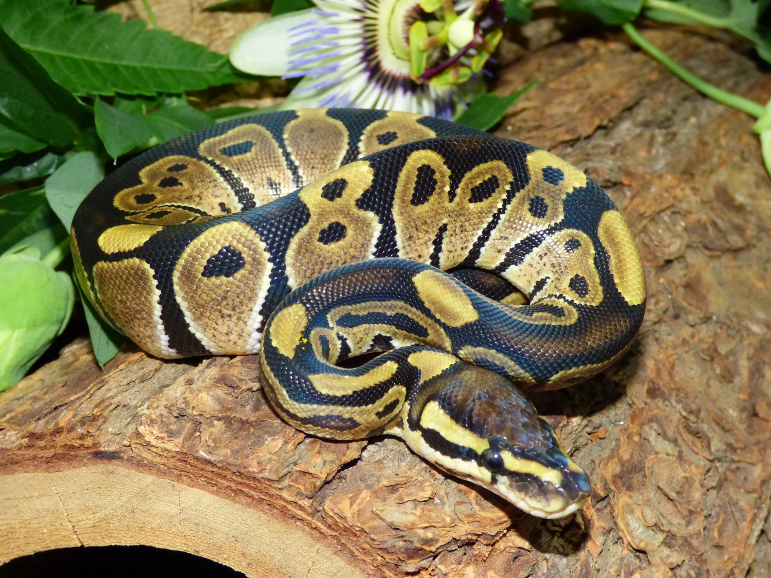Normal 100% Het Axanthic 50% Het Genetic Stripe Ball Python by Eve's ...