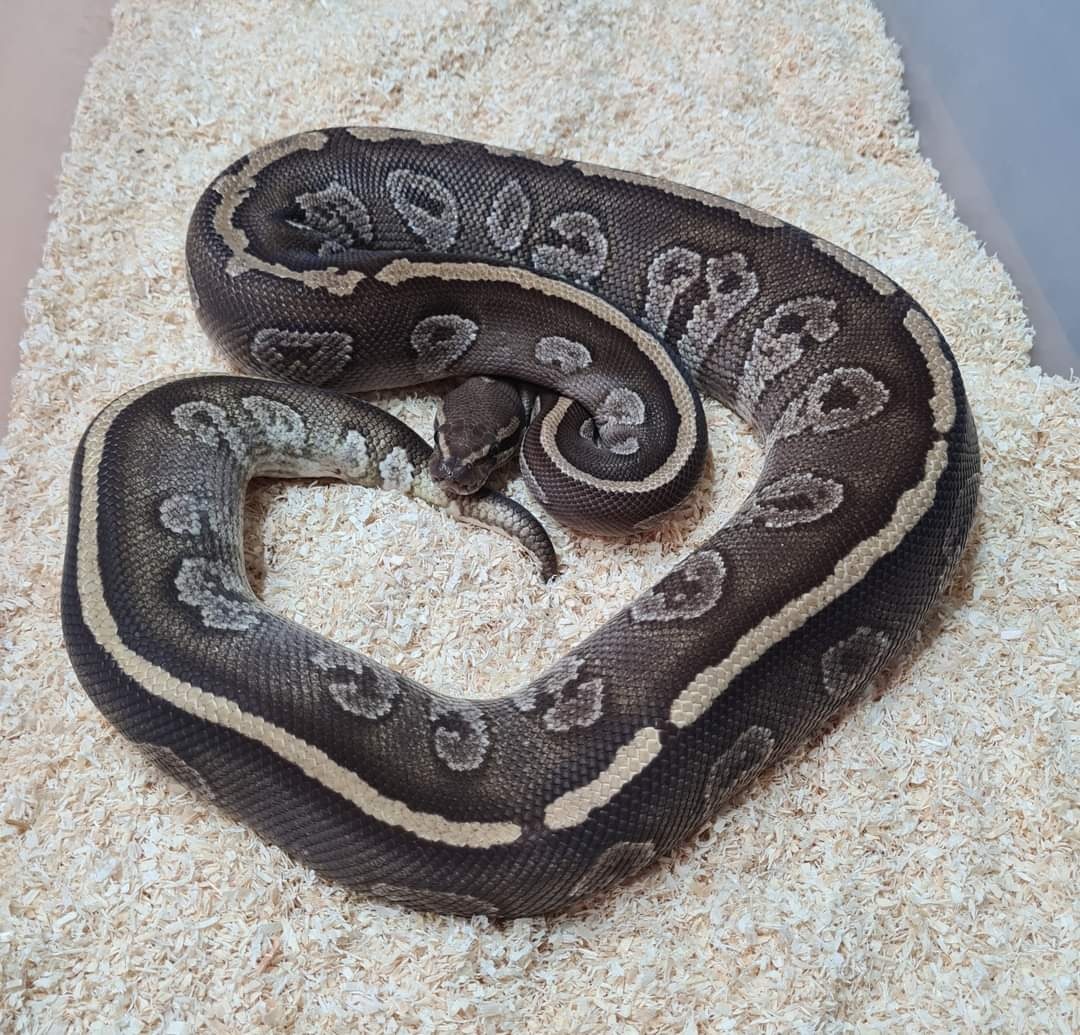 Mojave Orbit 100% Het Orange Ghost Ball Python by Eve's Temptations ...