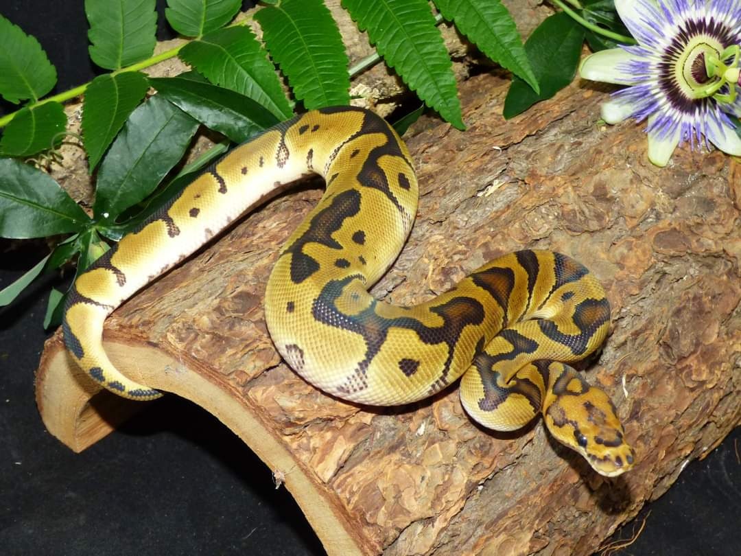 Clown 50% Het Genetic Stripe Ball Python by Eve's Temptations Royal ...