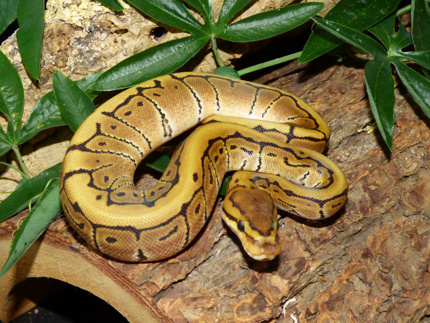 Pinstripe Triple Het TSK Axanthic Clown Orange Ghost Ball Python by Eve ...