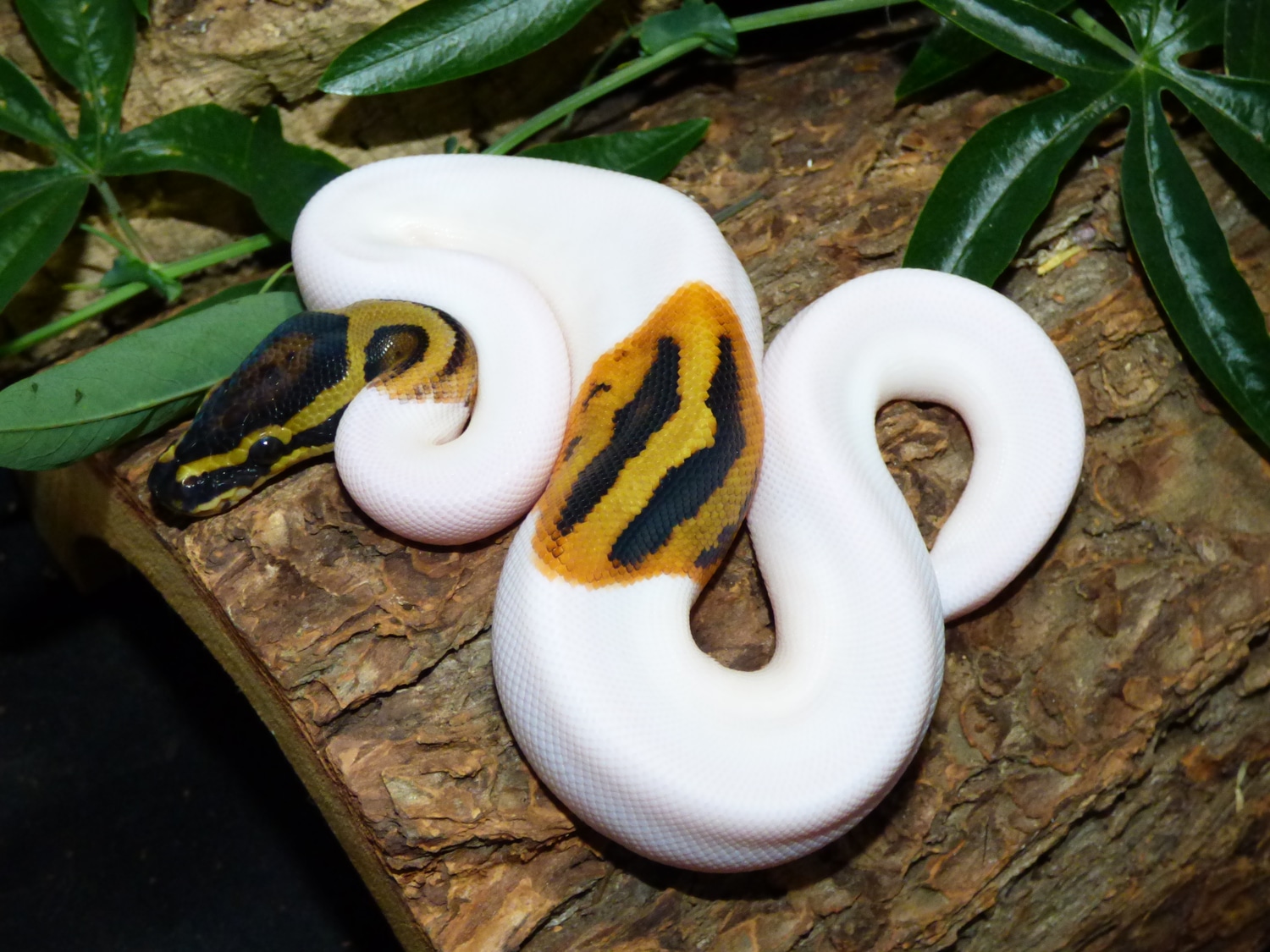 Pied 66% Het Axanthic Ball Python by Eve's Temptations Royal Pythons ...