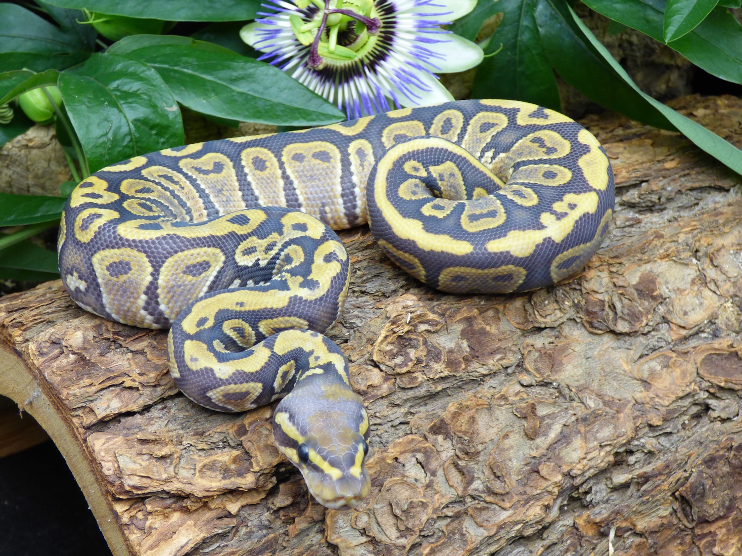 CB23 Orange Ghost 66% Het Ultramel Pied Ball Python by Eve's ...