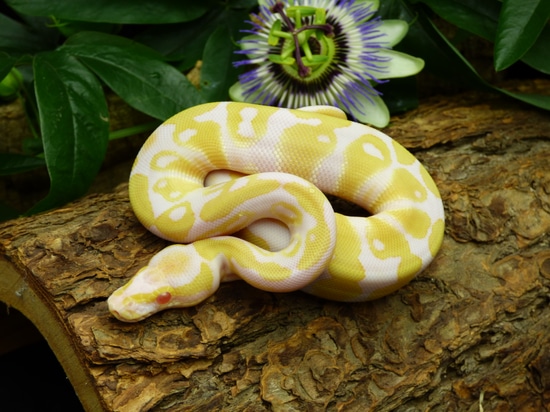 CB23 Albino 66% Het Axanthic Desert Ghost Ball Python by Eve's ...