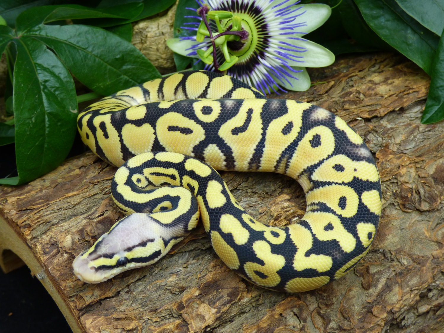CB23 Pastel Desert Ghost 66% Het Clown Ball Python by Eve's Temptations ...