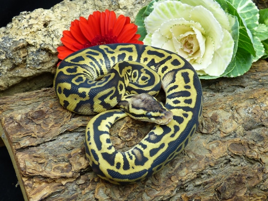 CB23 Pastel Leopard 66% Het Genetic Stripe Clown Ball Python by Eve's ...