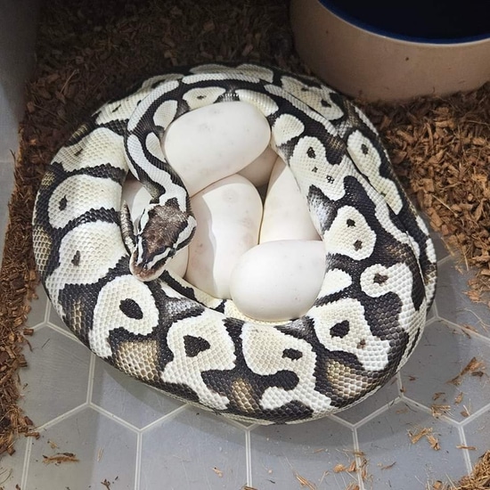 CB20 Super Pastel Axanthic 66% Het Clown Ball Python by Eve's ...