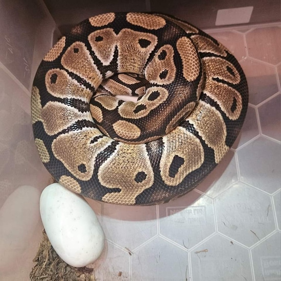 CB21 Normal Double Het Genetic Stripe Clown Ball Python by Eve's ...