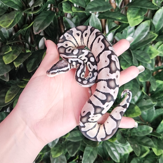 CB24 Super Pastel Axanthic 66% Het Desert Ghost Ball Python by Eve's ...
