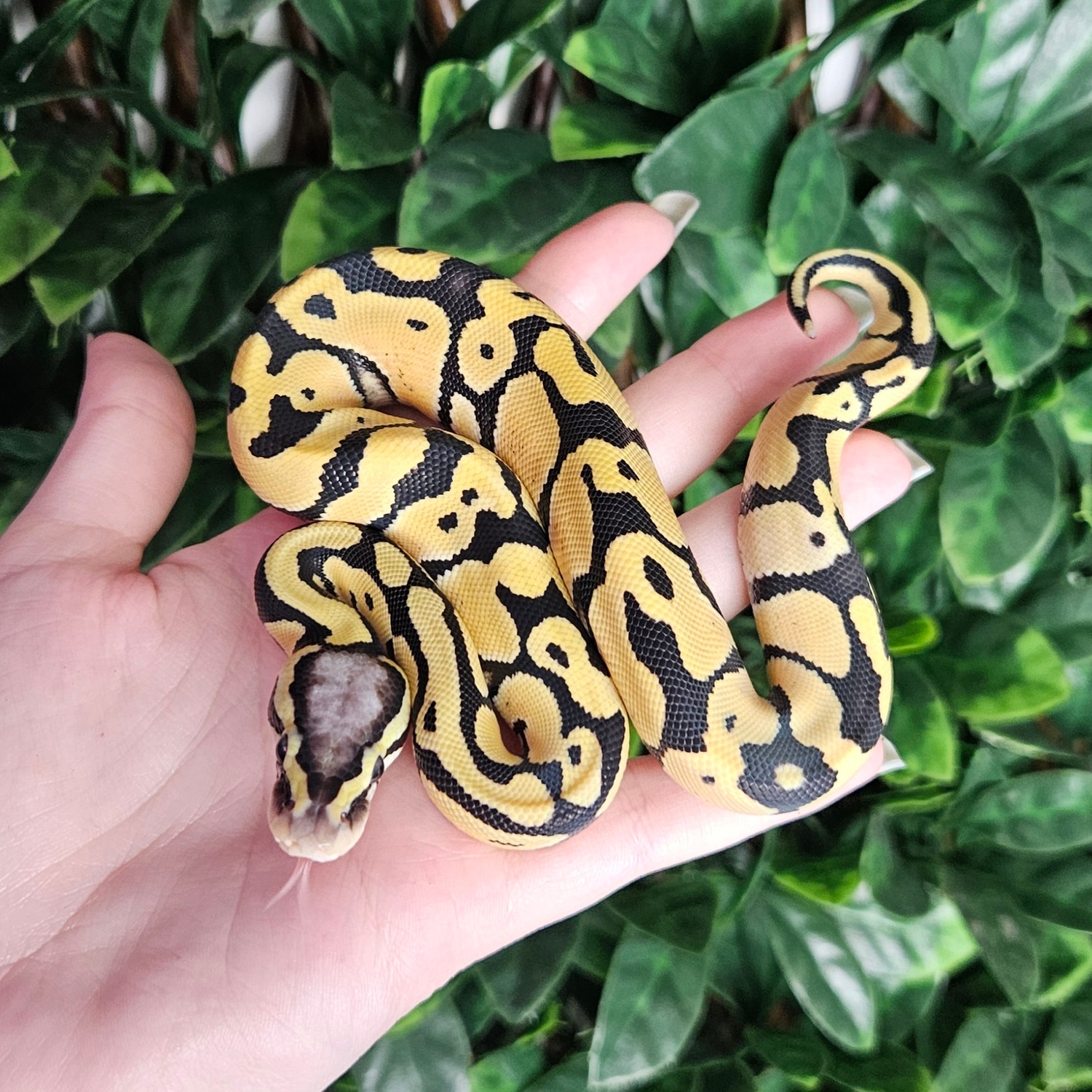 Eve's Temptations Royal Pythons's Collection - MorphMarket