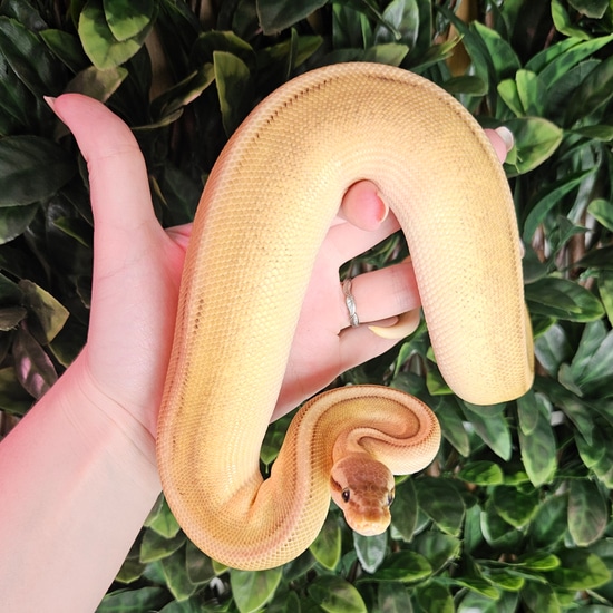 CB23 Pastave Genetic Stripe Het Clown Ball Python by Eve's Temptations Royal Pythons