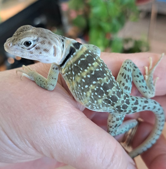 Yellowhead Mix Collared Lizard 11 Weeks More Lizard by Suncharmers ...