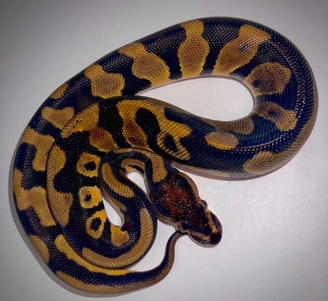 Leopard Ball Python by ERSreptiles - MorphMarket
