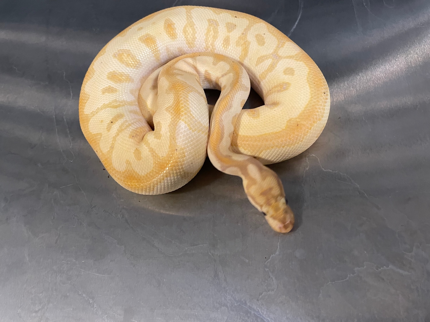 Banana Spotnose Clown Female Maker Ball Python by ERSreptiles - MorphMarket