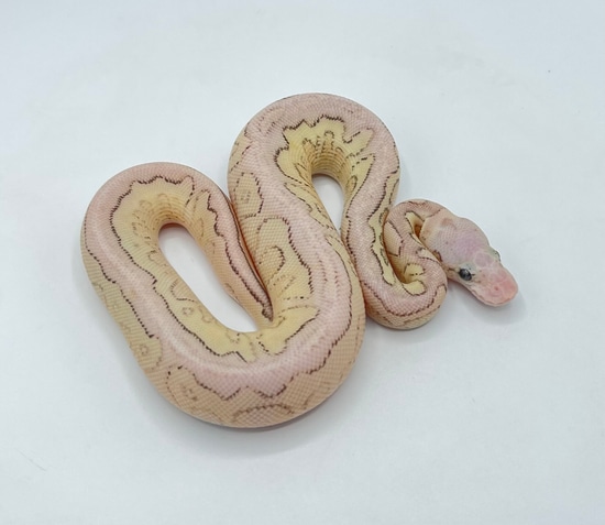 Pastel Butter Fire Clown Ball Python by ERSreptiles