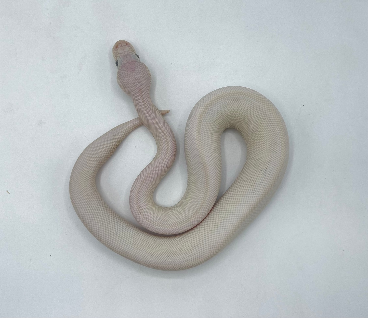 Lesser Mojave Ball Python by ERSreptiles - MorphMarket