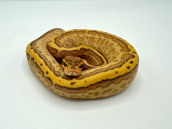 Pastel Leopard Pinstripe Highway Ball Python by ERSreptiles