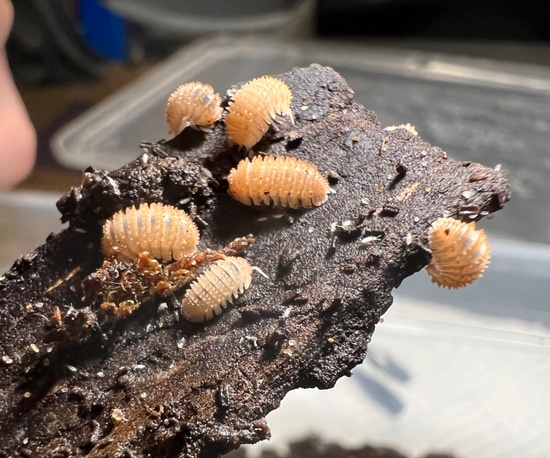 10 X Crystal Pinapple Isopods by Evie’s Incredible Inverts
