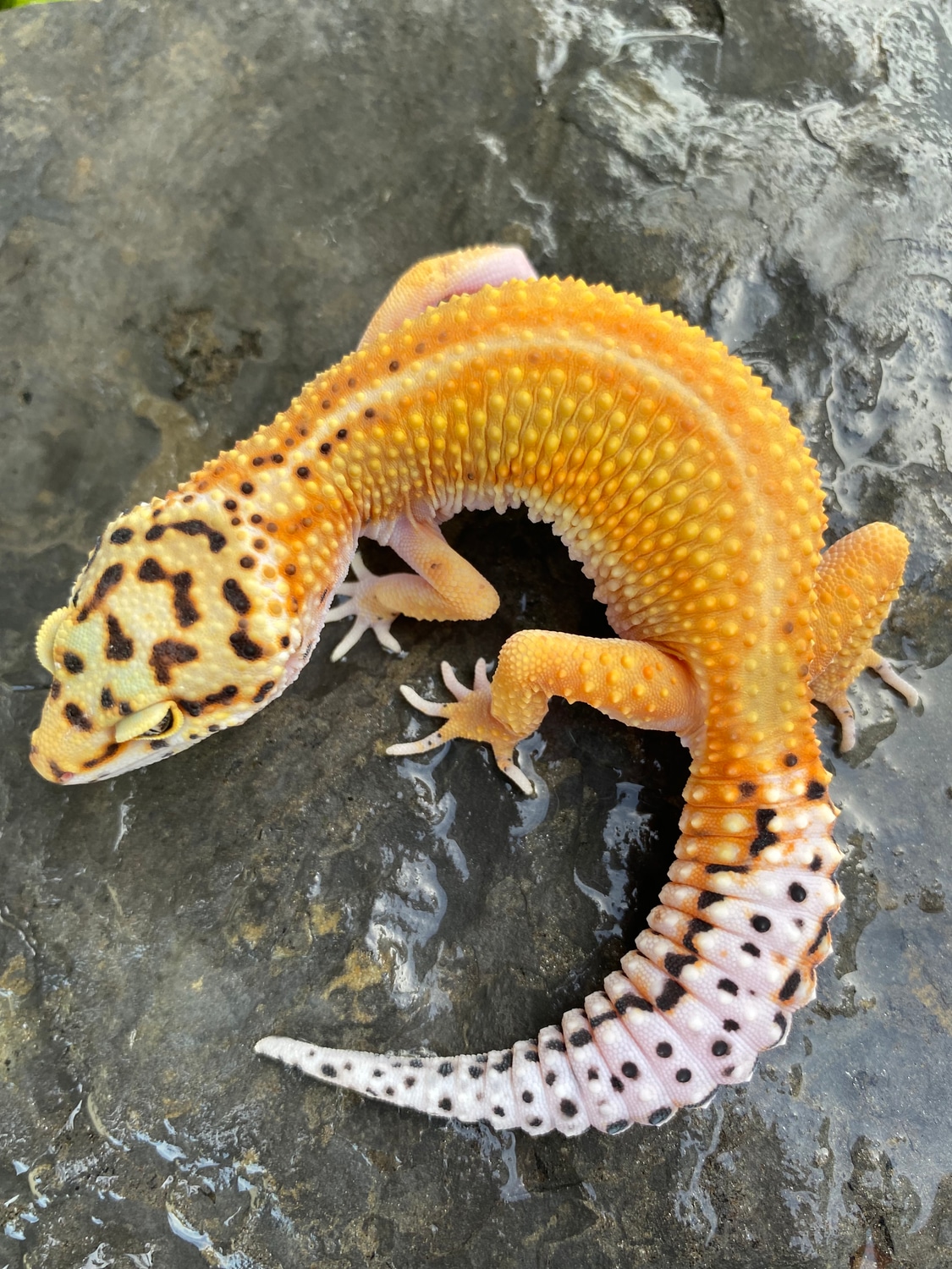 Red Stripe Cross Poss Het Eclipse Leopard Gecko by E-ville Geckos ...