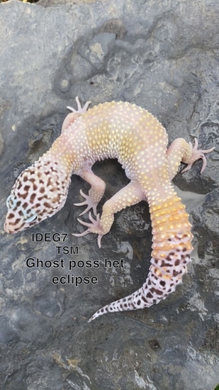 Ghost Poss Het Eclipse Leopard Gecko by E-ville Geckos