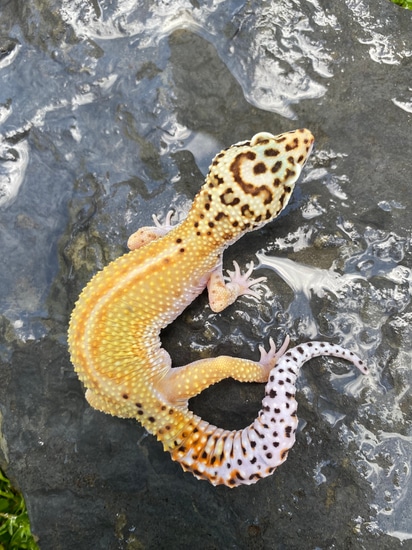 Red Stripe White And Yellow Poss Het Eclipse Leopard Gecko by E-ville ...