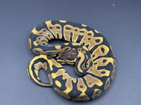 Nice Leopard 66%het Clown 66% Het Vpi Female Ball Python by Eviltwin Exotics LLC