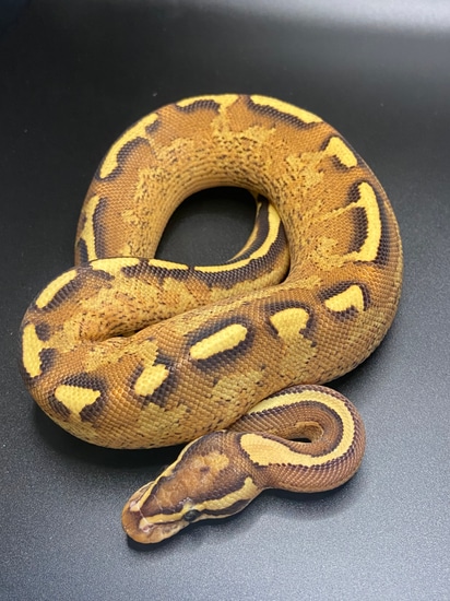 Asphalt Spark (Road Rage) Ball Python by Central Florida Ball Pythons, LLC