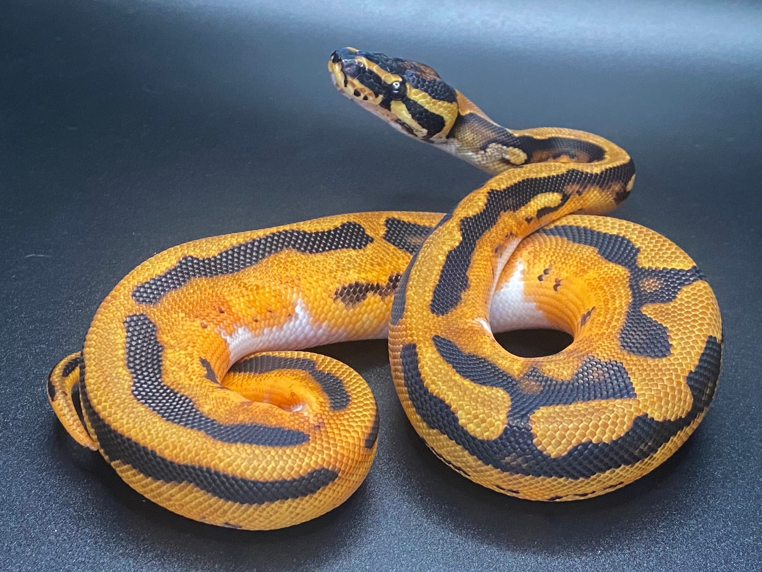 Orange Dream Pied Ball Python by Central Florida Ball Pythons, LLC ...