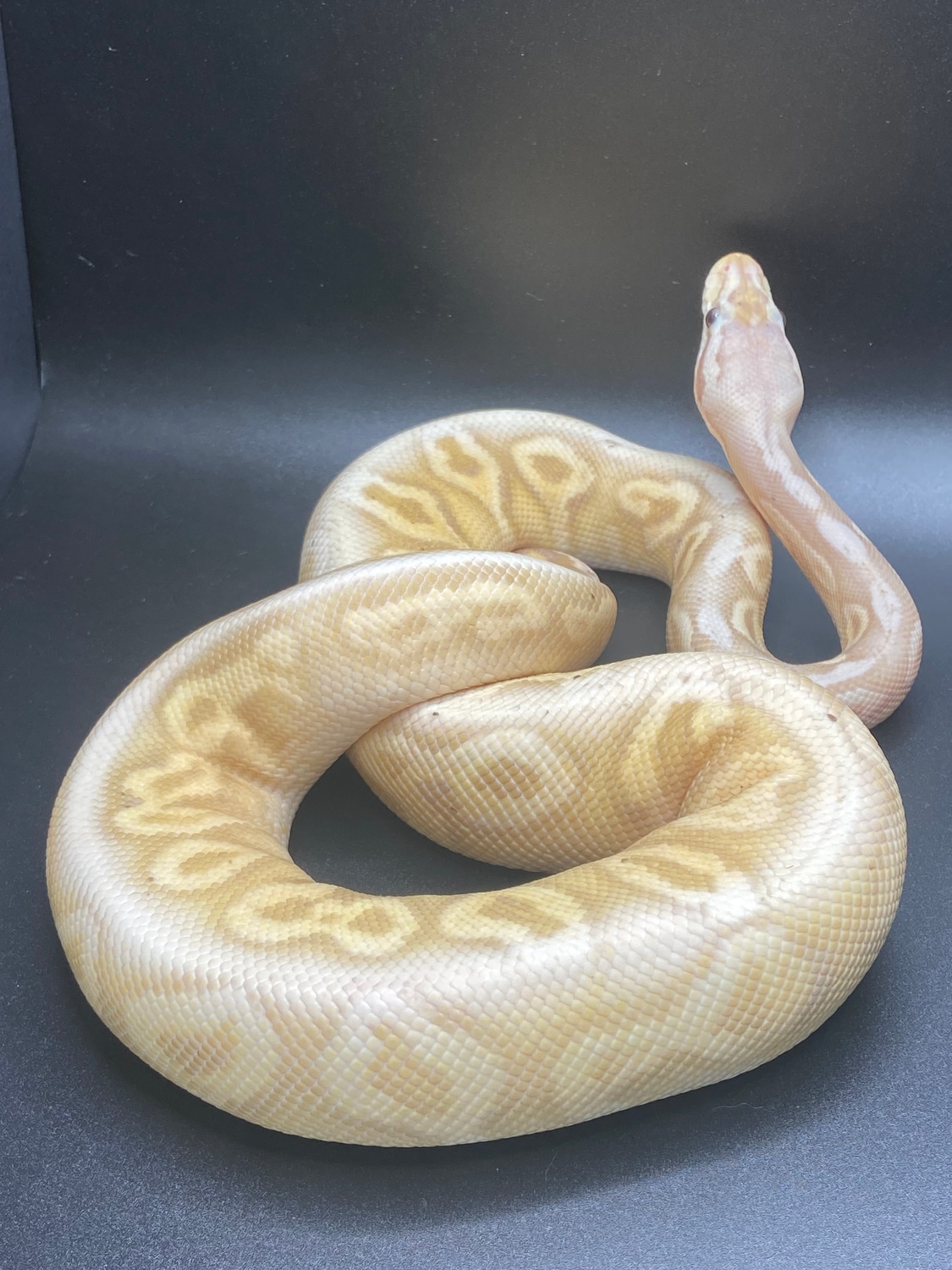 Banana Black Pewter Female Subadult! Ball Python by Central Florida ...
