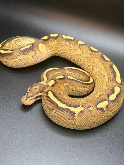 Road Rage (Asphalt Spark) Cool Ringer Ball Python by Central Florida ...