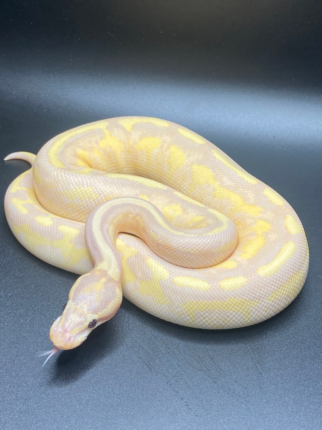 Banana Road Rage (Asphalt Spark) Absolutely Stunning Powerhouse! Ball ...