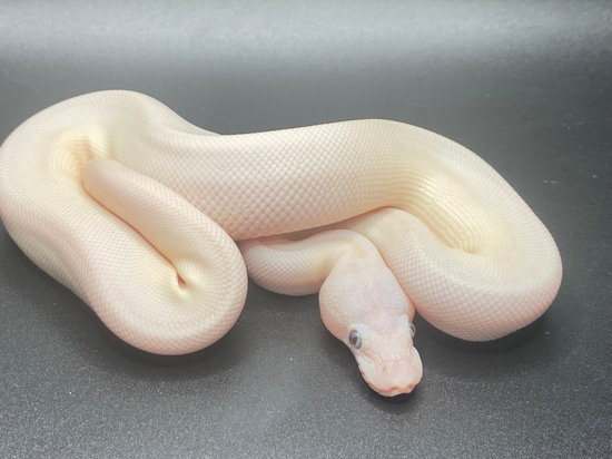 Lesser/Mojave BEL Blue Eye Lucy (Poss Banana, Bongo, OD) Ball Python by ...
