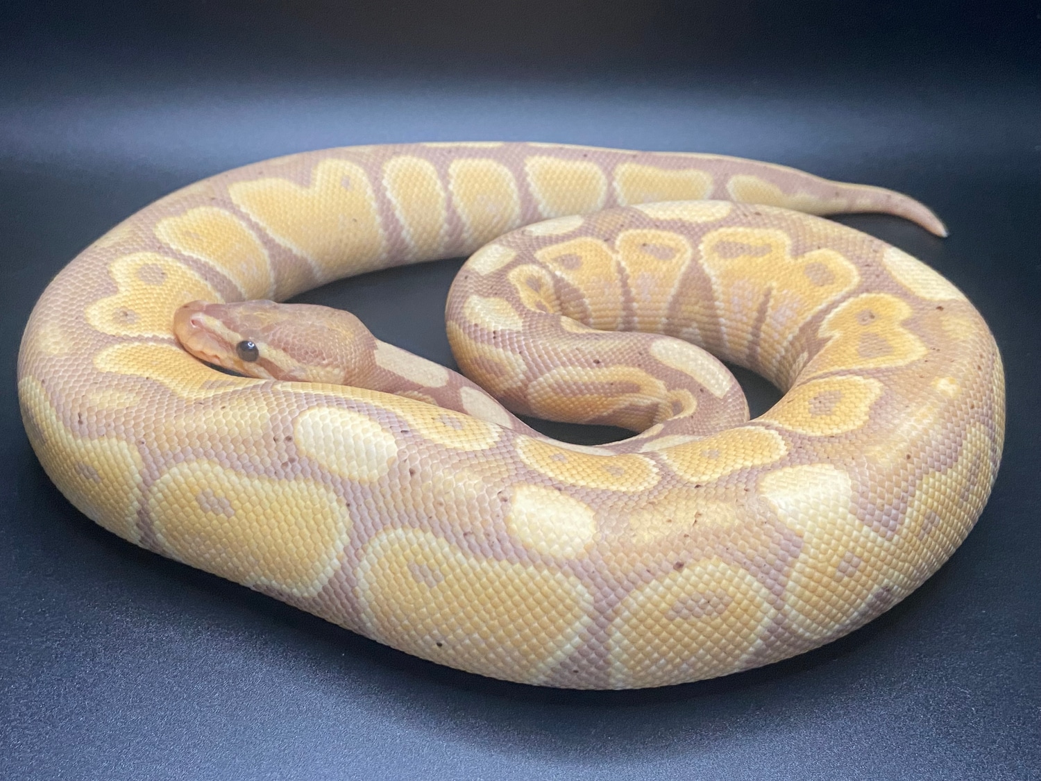Banana 100% Het G Stripe Ball Python by Central Florida Ball Pythons ...