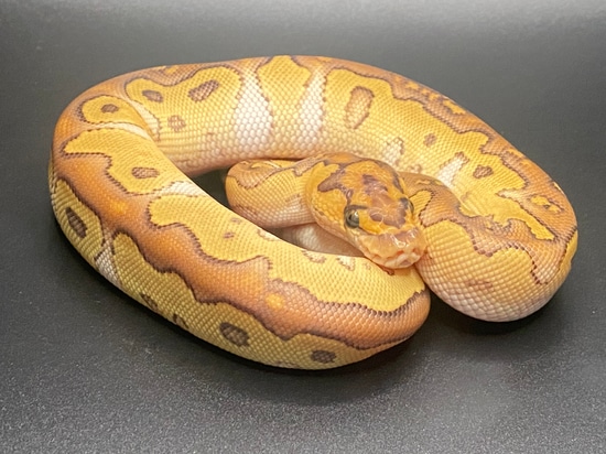 Lesser Clown Ball Python by Central Florida Ball Pythons, LLC